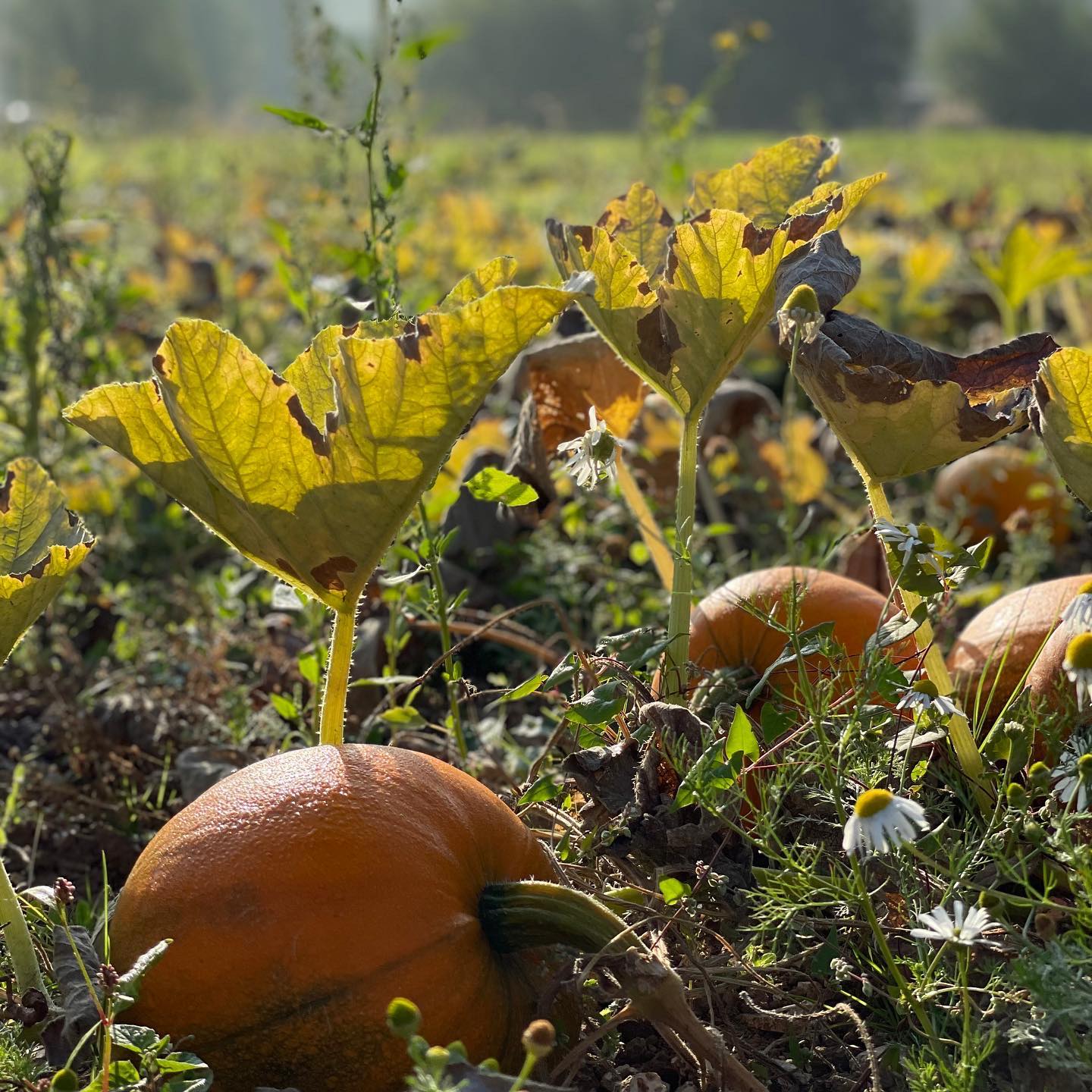Where To Go Pumpkin Picking Berkshire in 2025