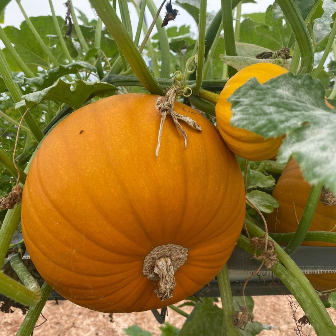 Where To Go Pumpkin Picking Berkshire in 2025