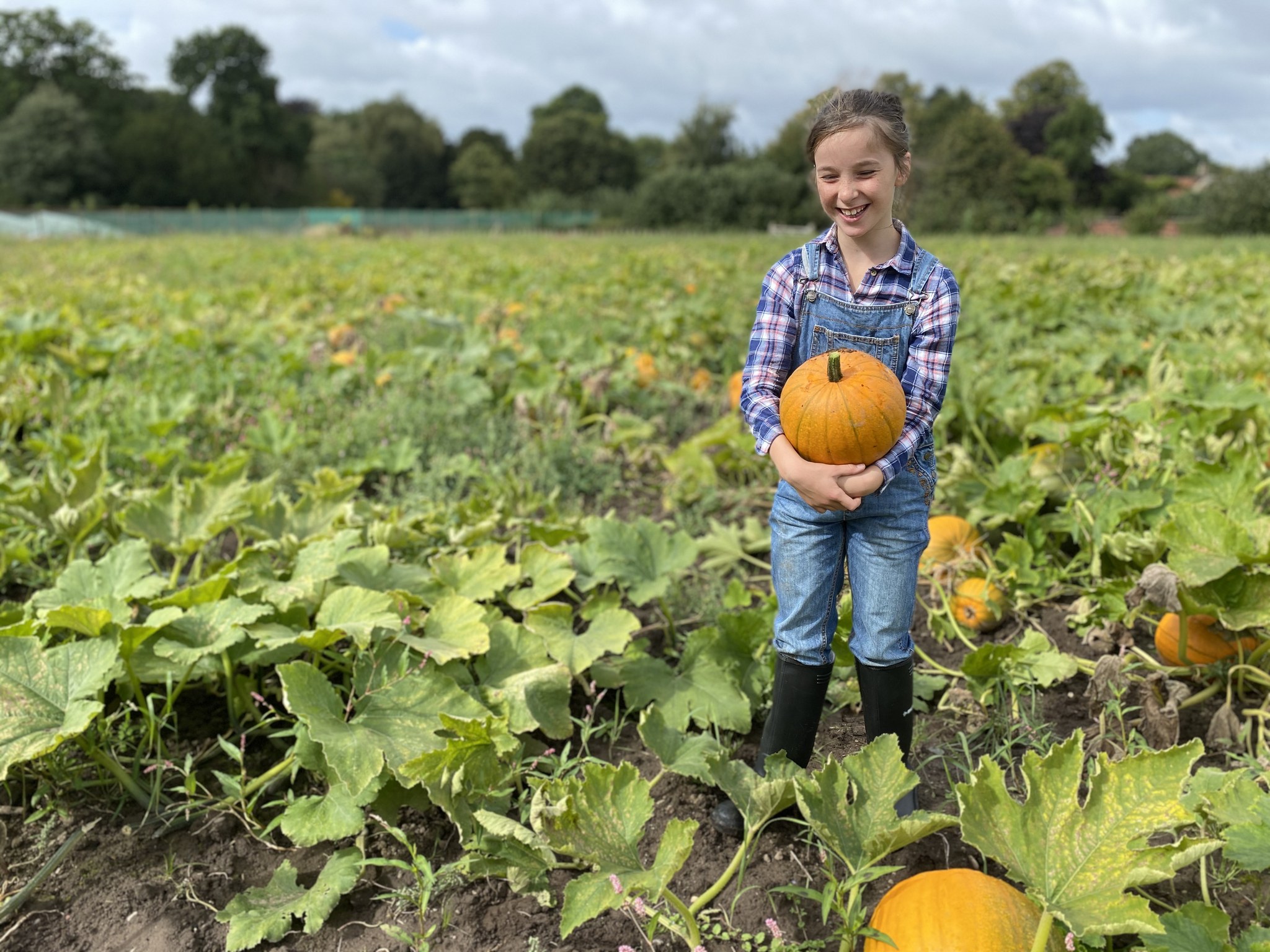 Best Places To Go Pumpkin Picking Cheshire in 2024