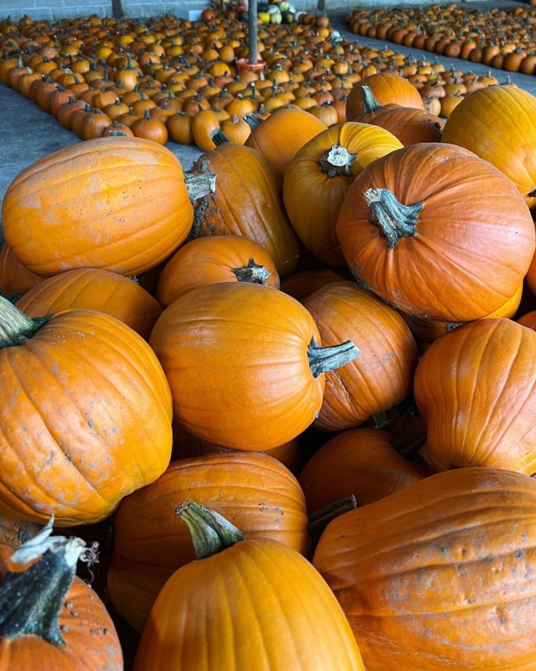 Where To Go Pumpkin Picking Buckinghamshire in 2024