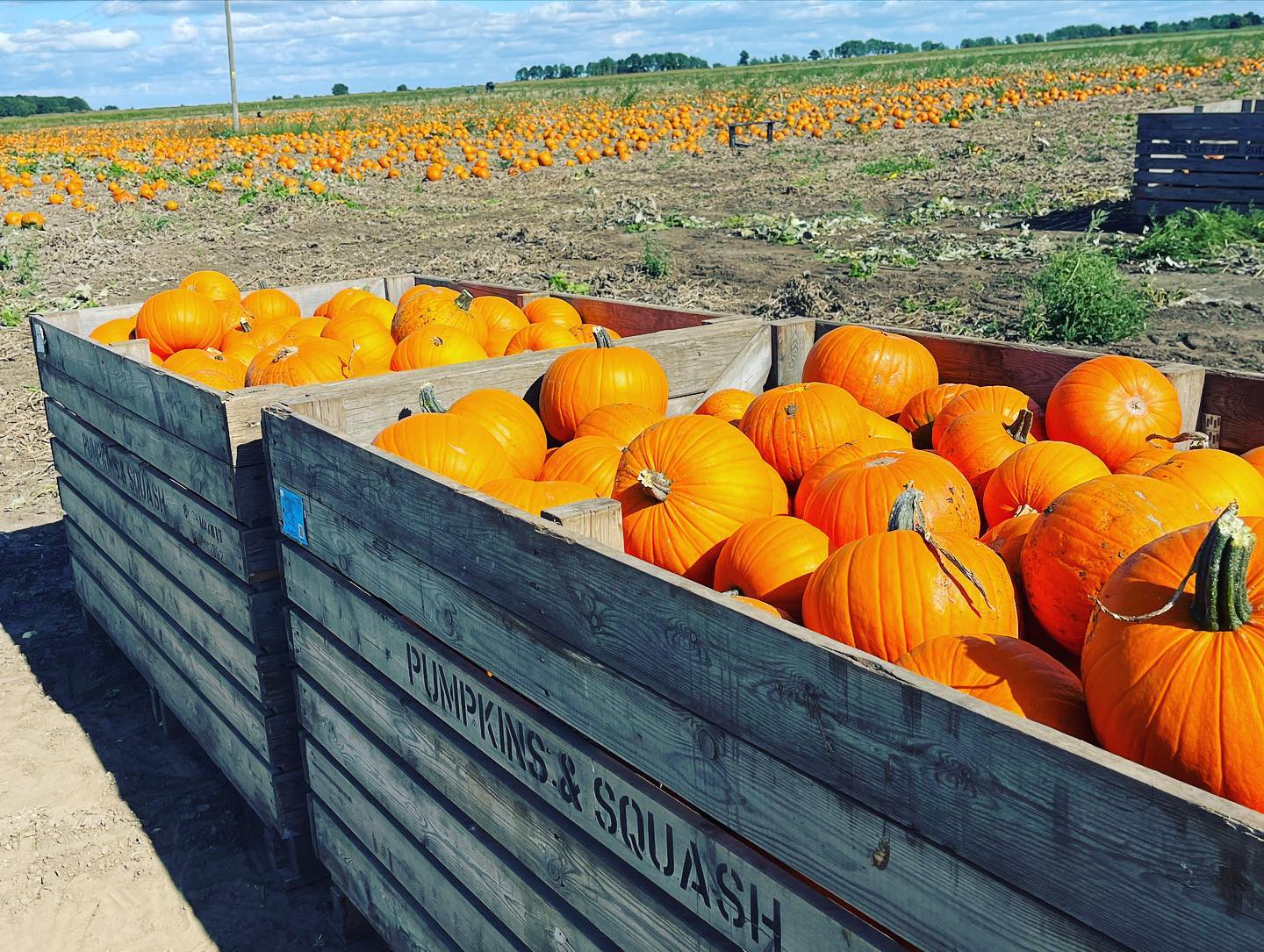 Best Pumpkin Picking Cambridgeshire in 2025