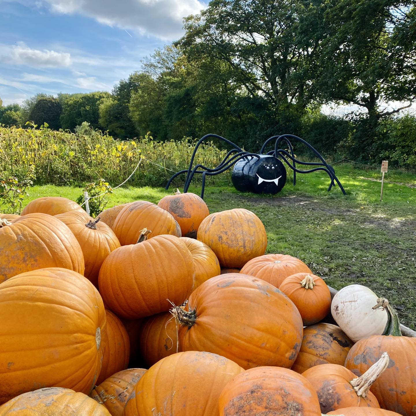 Best Places to go Pumpkin Picking Manchester in 2025