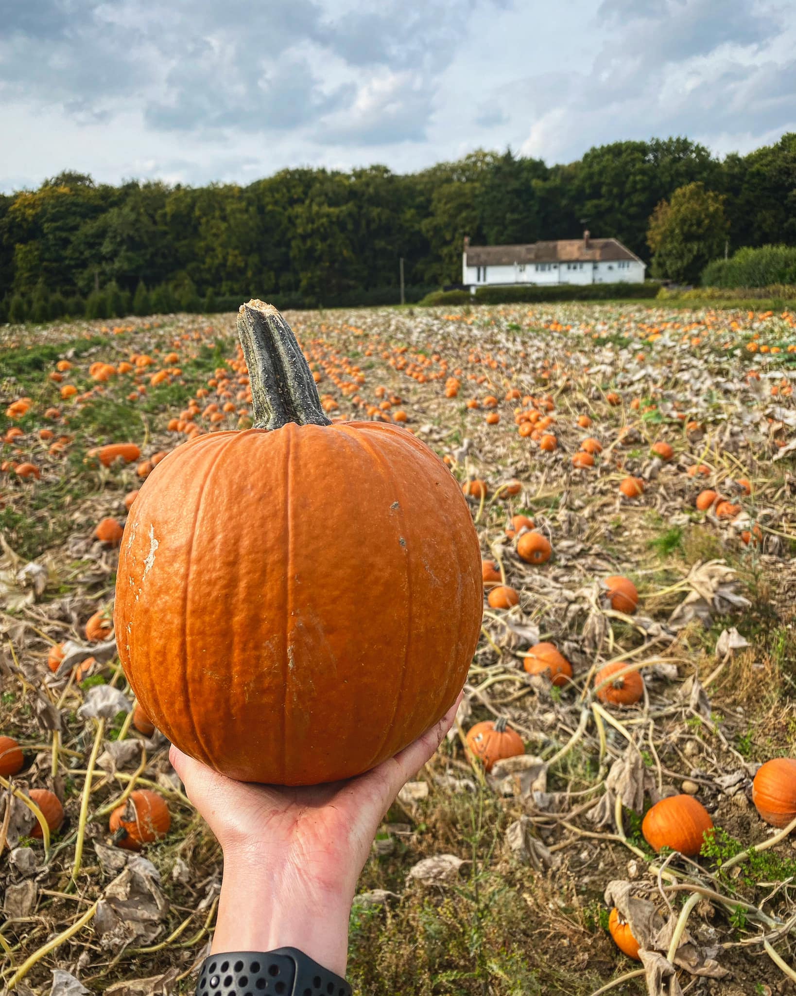 Where To Go Pumpkin Picking Buckinghamshire in 2025