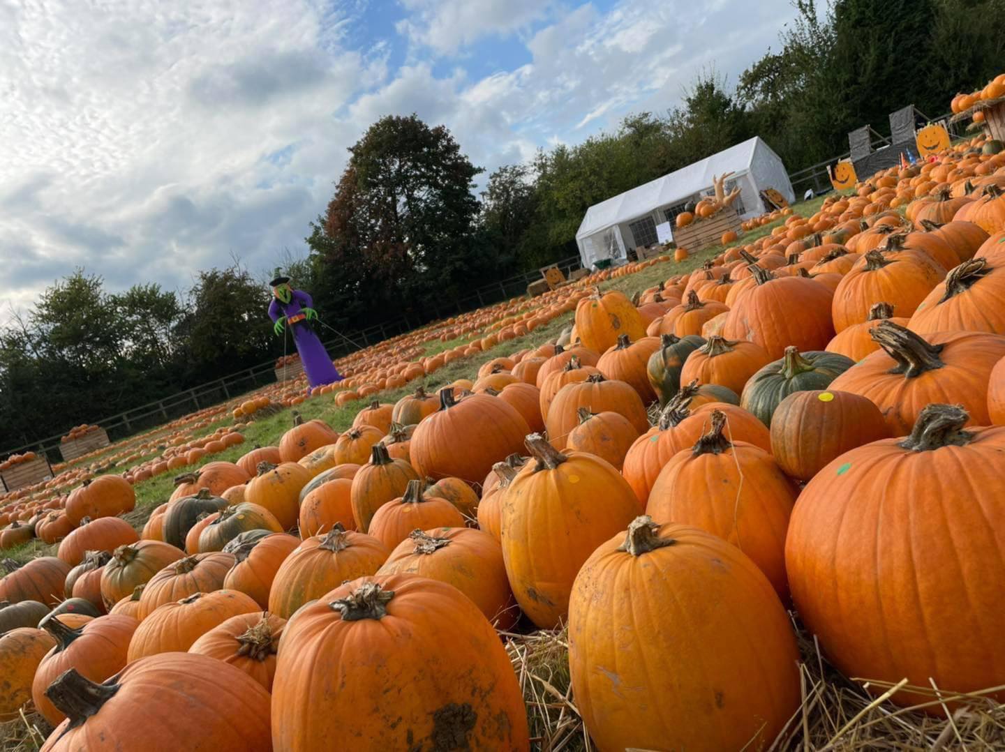 Where To Go Pumpkin Picking Buckinghamshire in 2024
