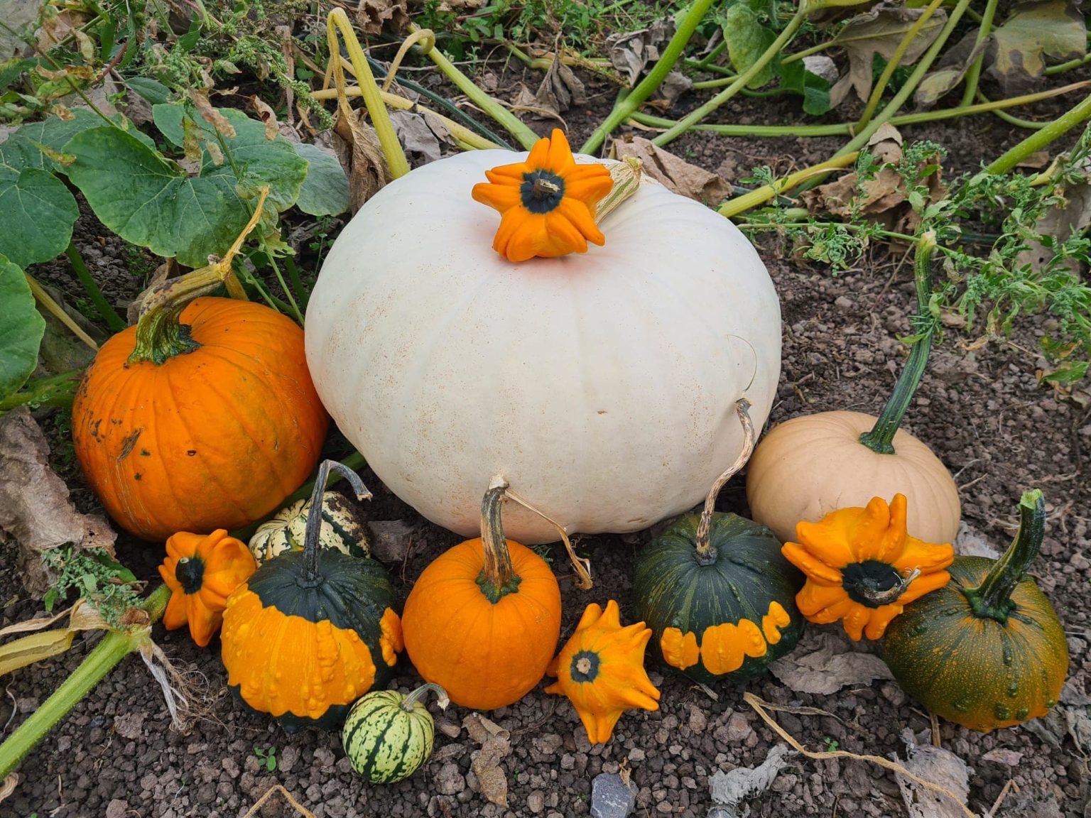 Where To Go Pumpkin Picking Bristol in 2025