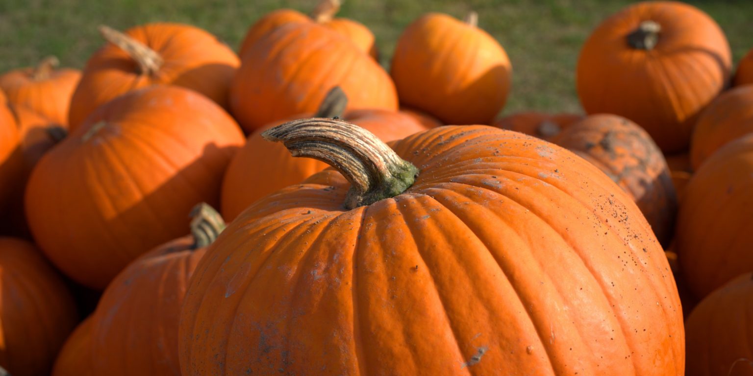 Where To Go Pumpkin Picking Berkshire in 2026