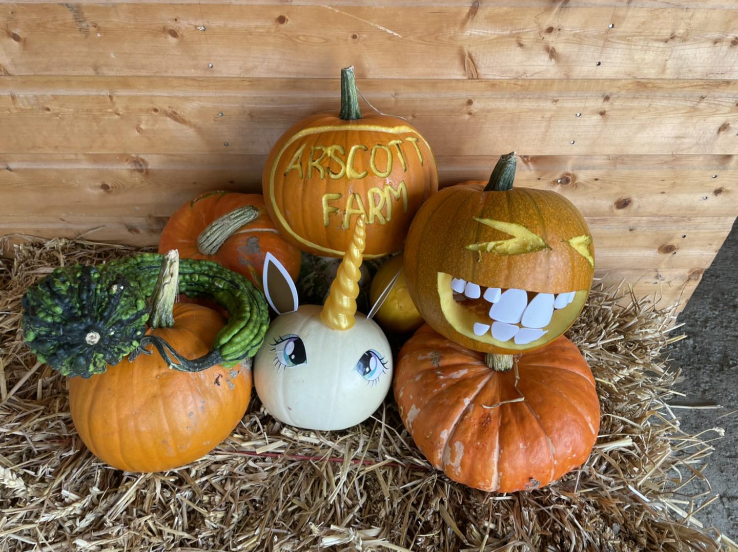 Best Places To Go Pumpkin Picking Shropshire in 2025