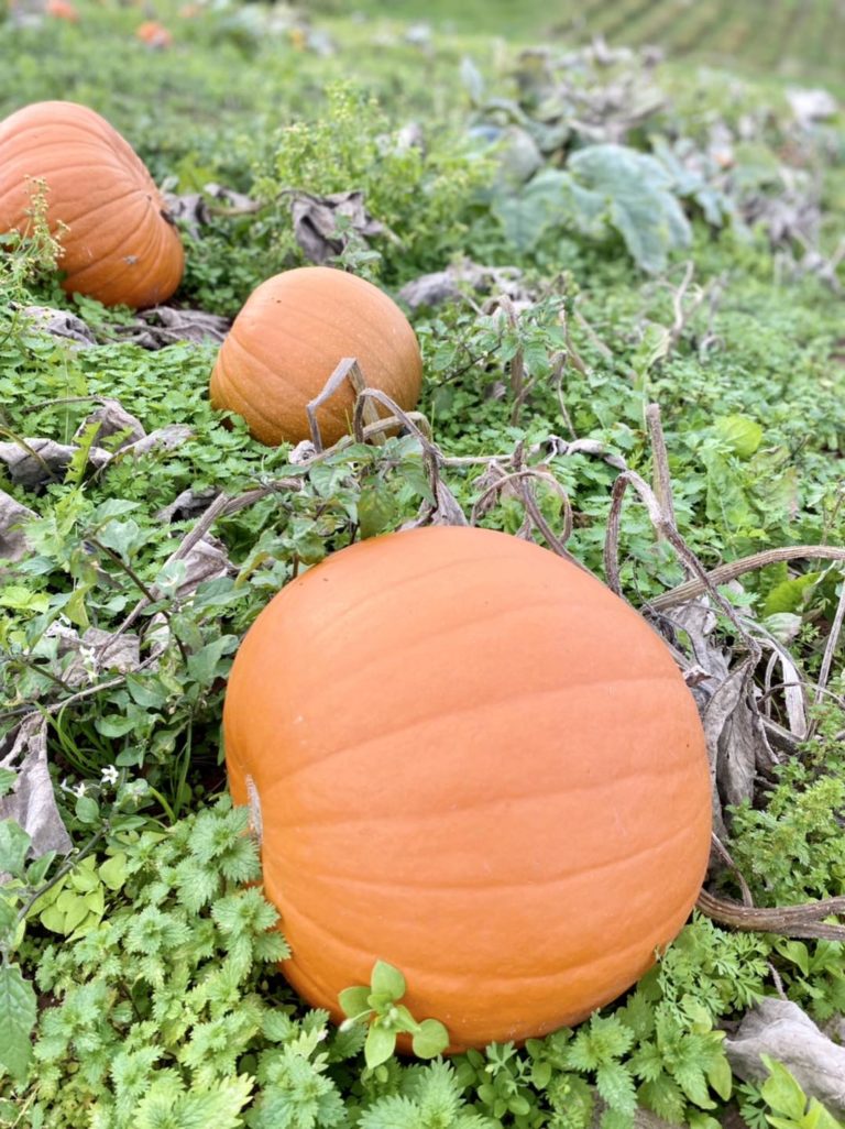 Best Places To Go Pumpkin Picking Worcestershire in 2025