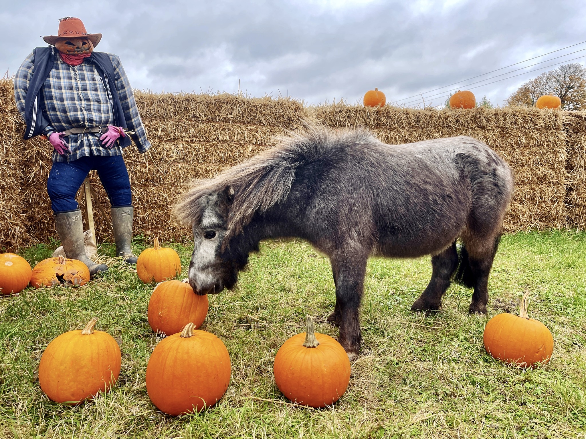 Best Places To Go Pumpkin Picking Lincolnshire in 2022