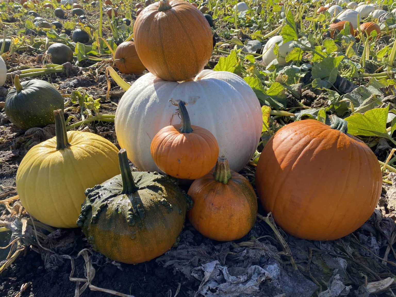 Best Places to go Pumpkin Picking Manchester in 2025