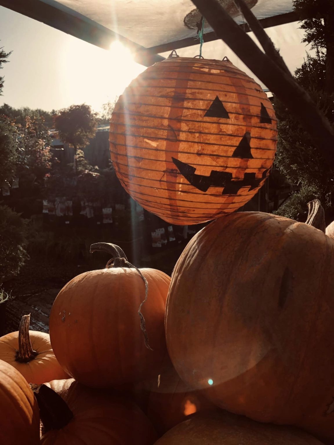 Best Places To Go Pumpkin Picking Leicestershire in 2025