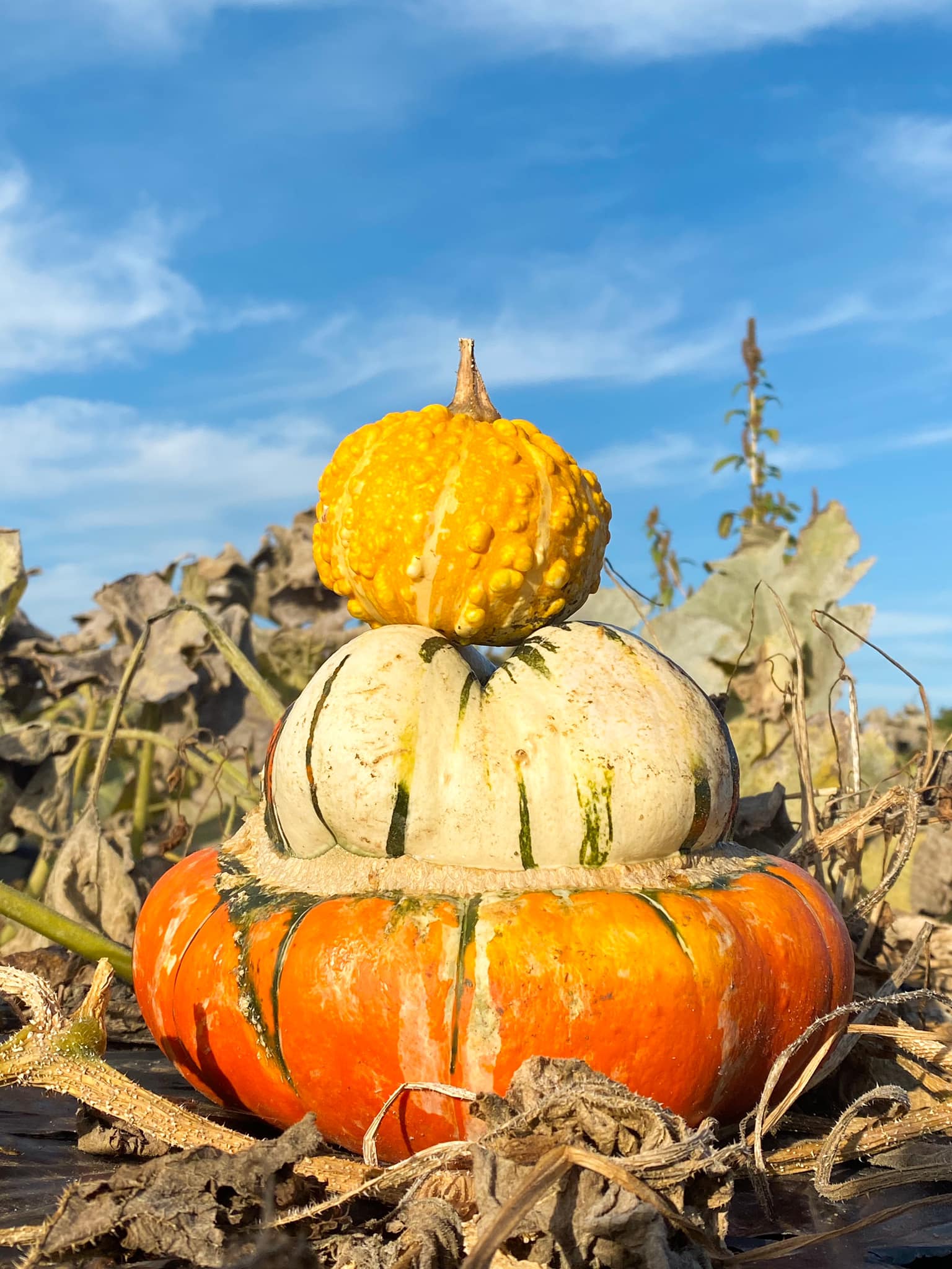 Best Places To Go Pumpkin Picking Dorset in 2025