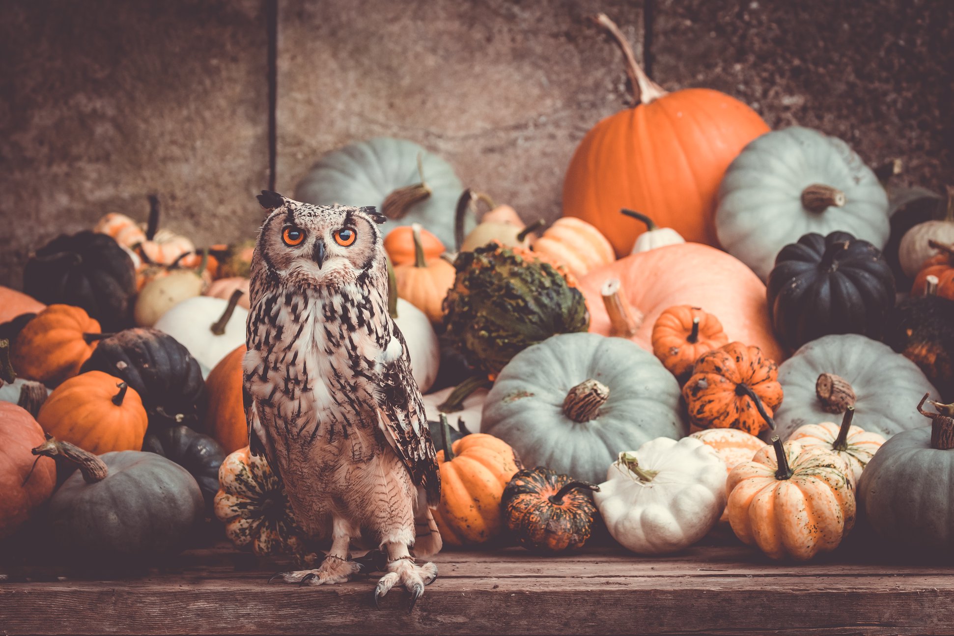 Best Places To Go Pumpkin Picking Leicestershire in 2025
