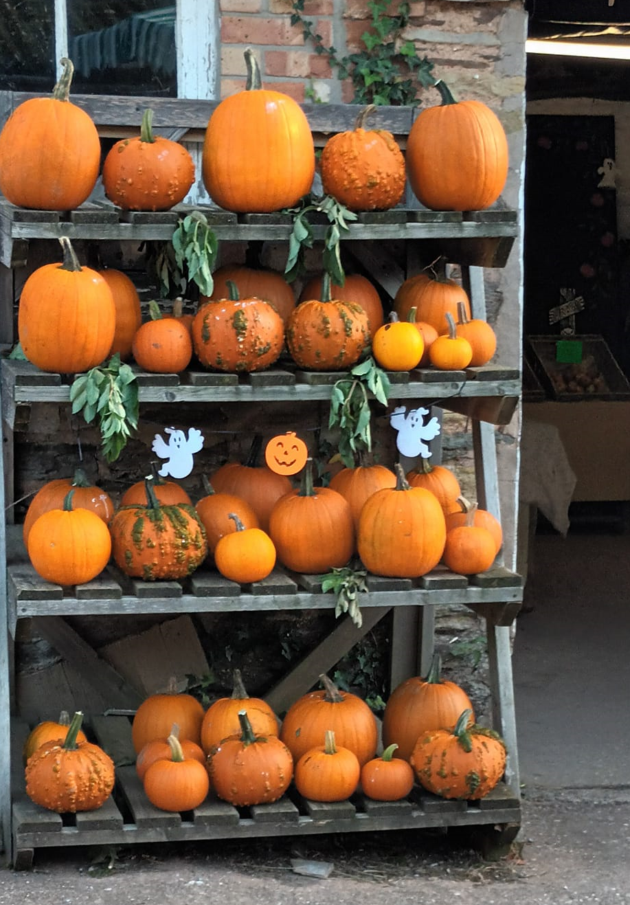Best Places To Go Pumpkin Picking Somerset in 2025