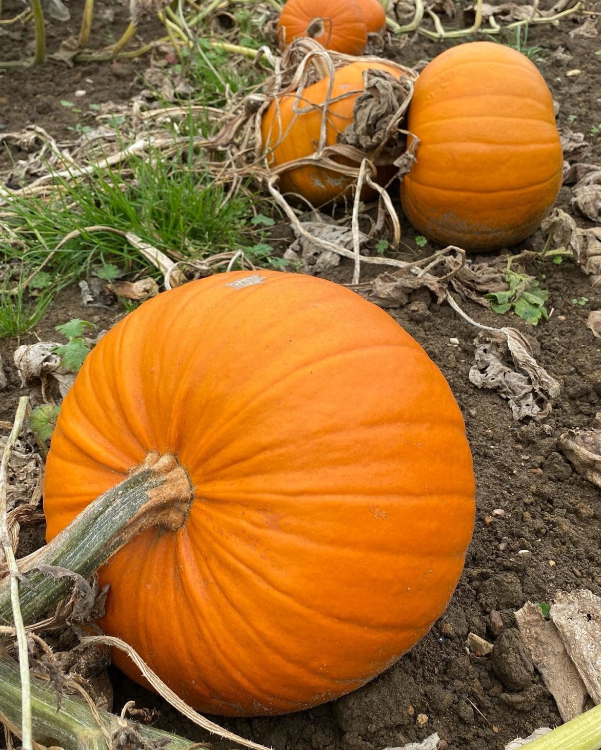 Best Places To Go Pumpkin Picking Lincolnshire in 2025