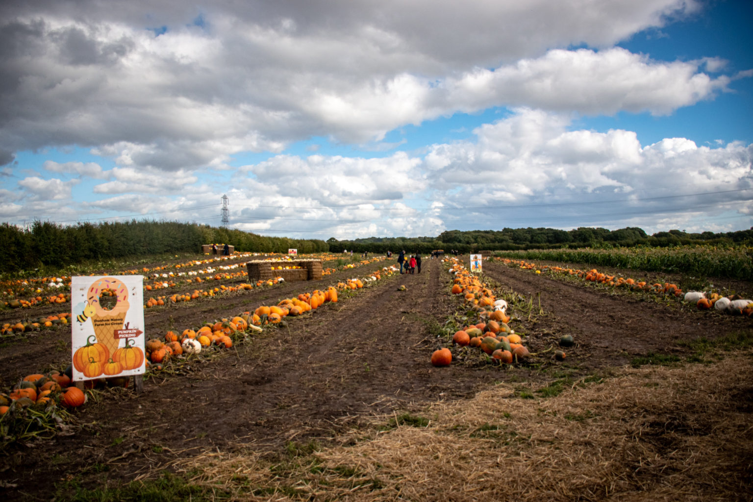 Best Places to go Pumpkin Picking Manchester in 2025