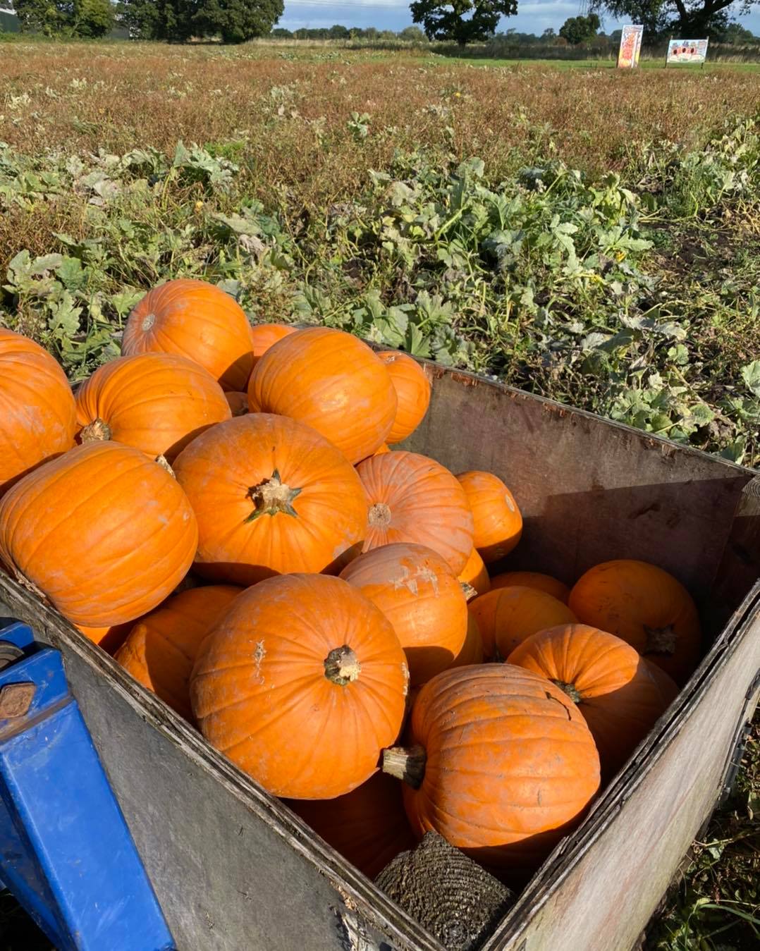 Best Places to go Pumpkin Picking Manchester in 2025