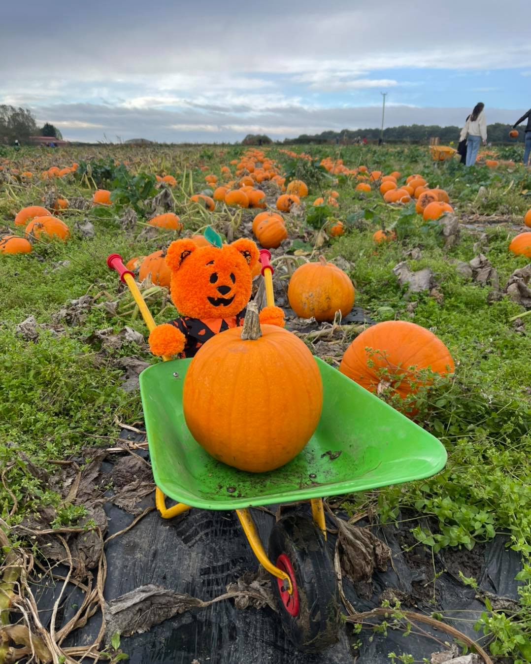 Best Places to Go Pumpkin Picking Durham in 2025