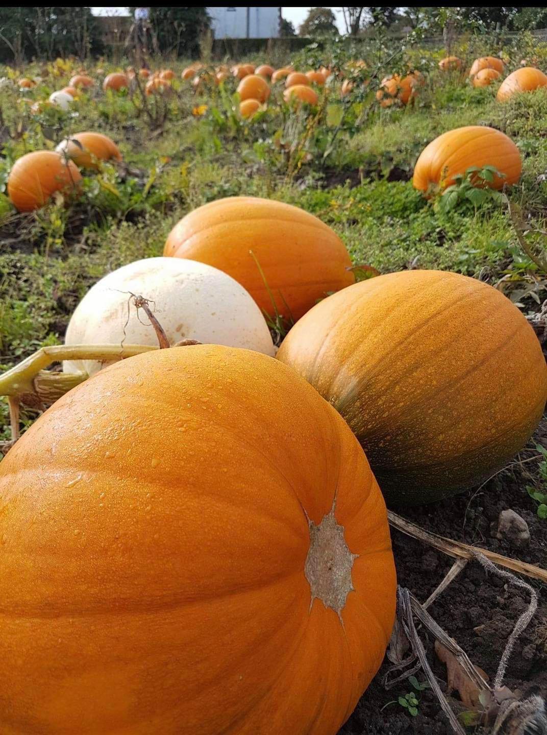 Best Places To Go Pumpkin Picking Shropshire in 2025