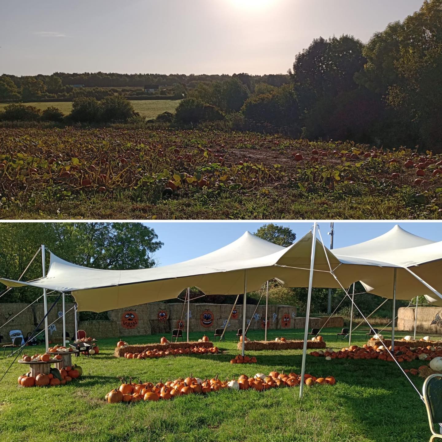 Best Places To Go Pumpkin Picking Staffordshire in 2025