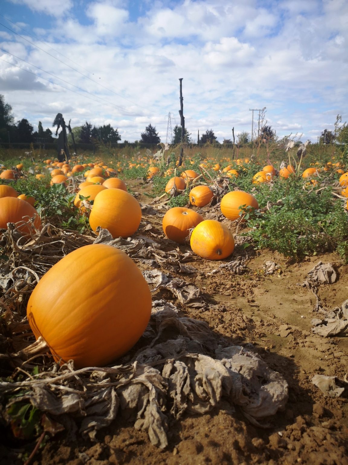 Best Places To Go Pumpkin Picking Oxfordshire in 2025
