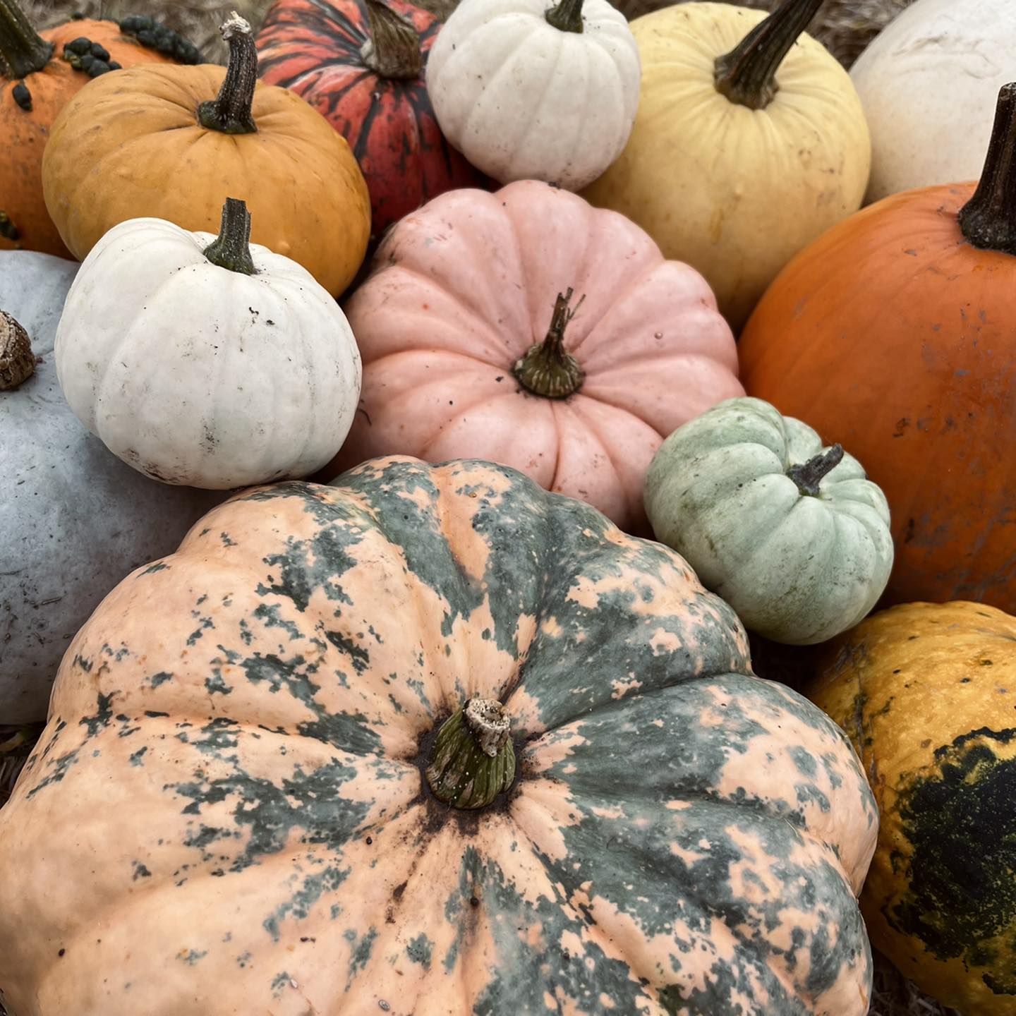 Best Places To Go Pumpkin Picking Leicestershire in 2025
