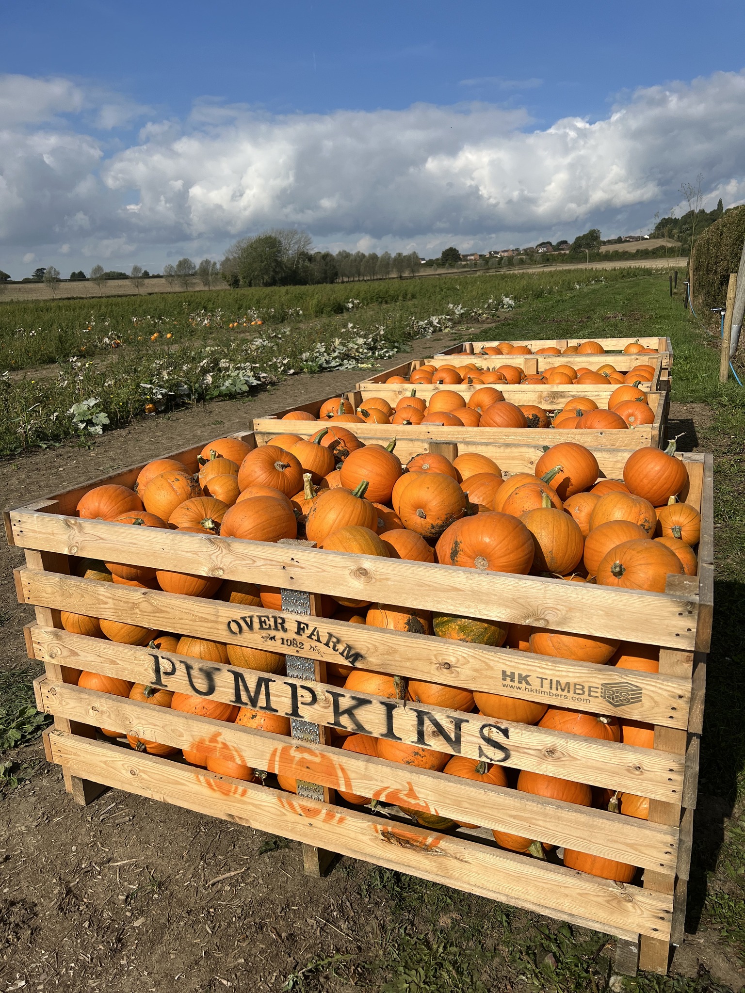 Best Places To Go Pumpkin Picking Gloucestershire in 2025