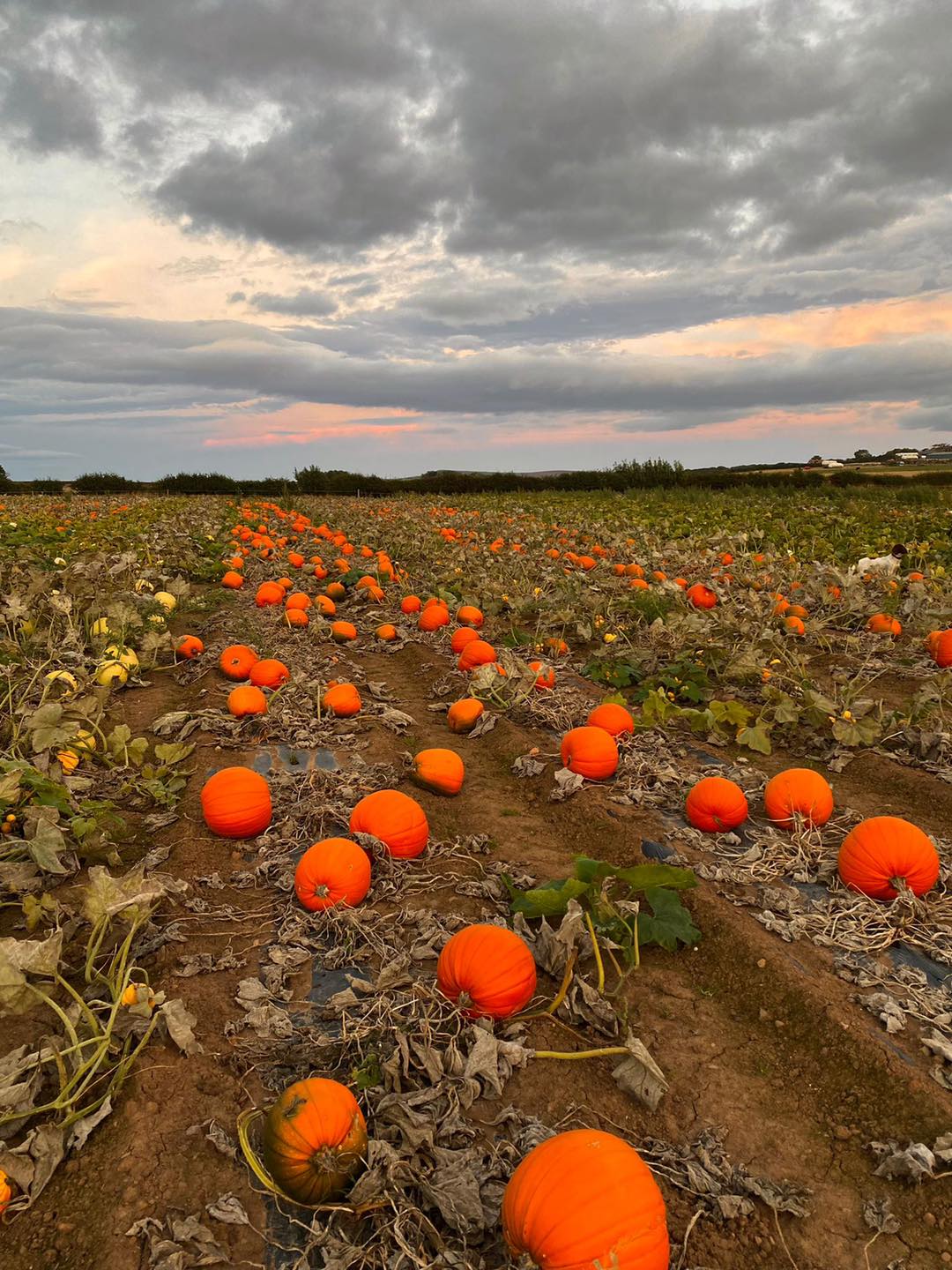 Best Places To Go Pumpkin Picking Newcastle in 2024