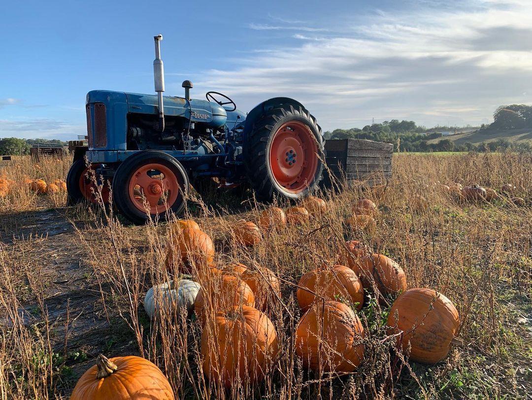 Best Places To Go Pumpkin Picking Hertfordshire 2025