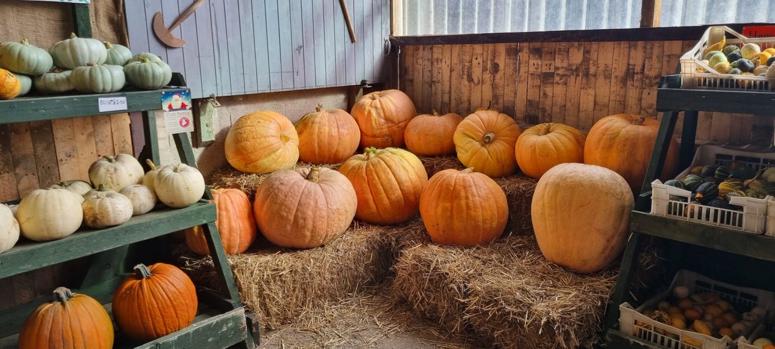 Best Places To Go Pumpkin Picking Lancashire in 2025
