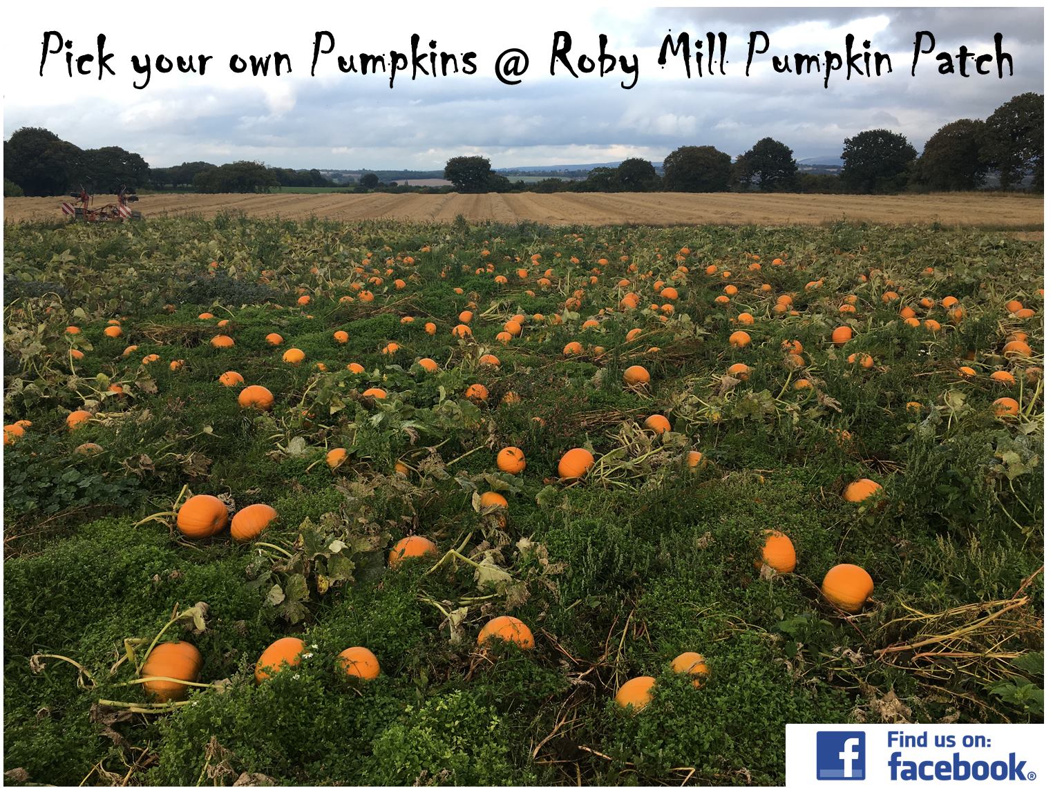 Best Places To Go Pumpkin Picking Lancashire in 2024