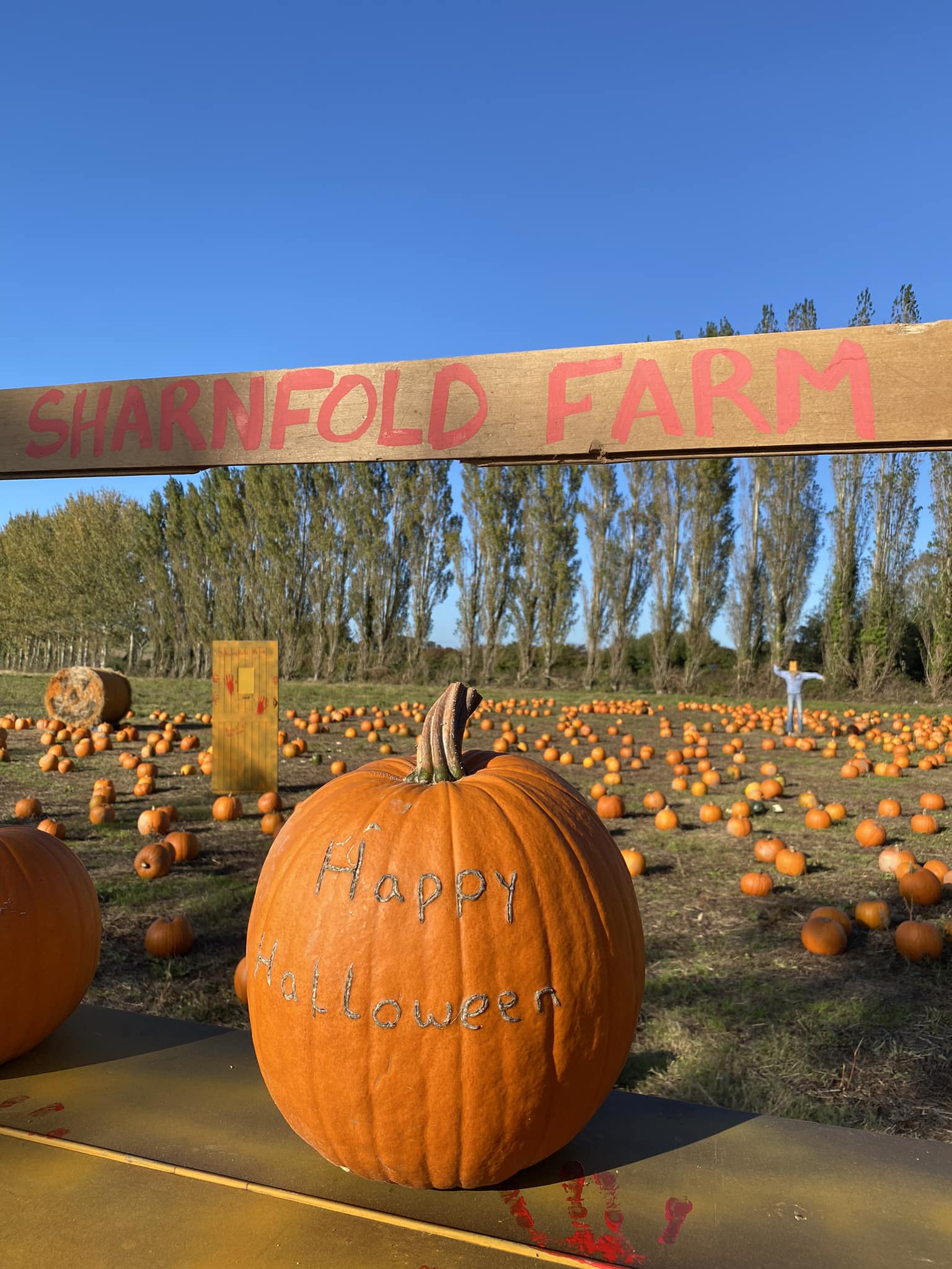Best Places To Go Pumpkin Picking Sussex 2025