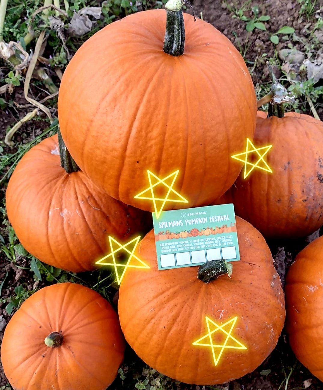 Best Places To Go Pumpkin Picking Yorkshire in 2024