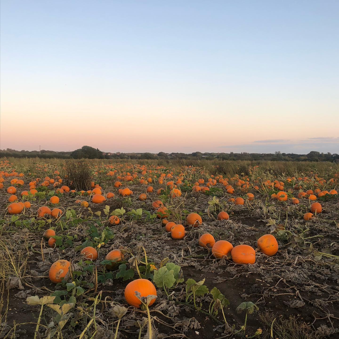 Best Places To Go Pumpkin Picking Hampshire in 2025
