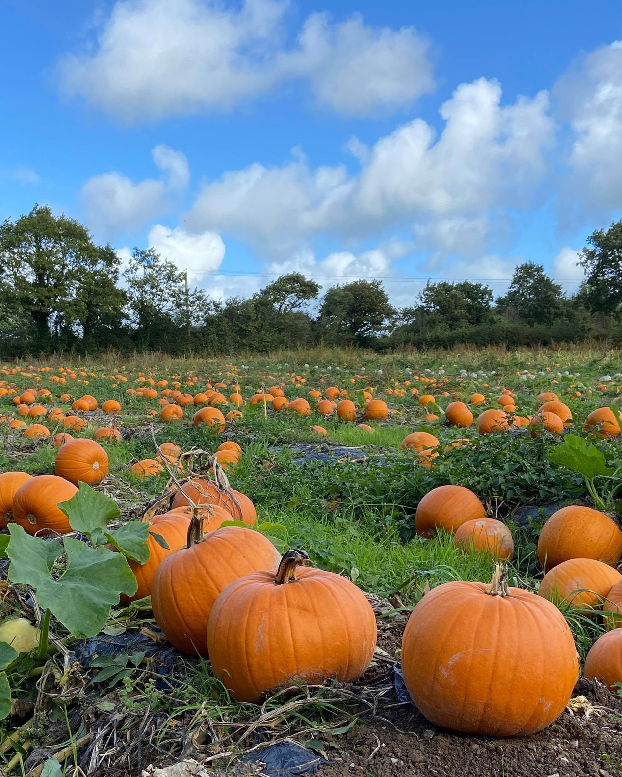 Best Places To Go Pumpkin Picking Devon in 2025