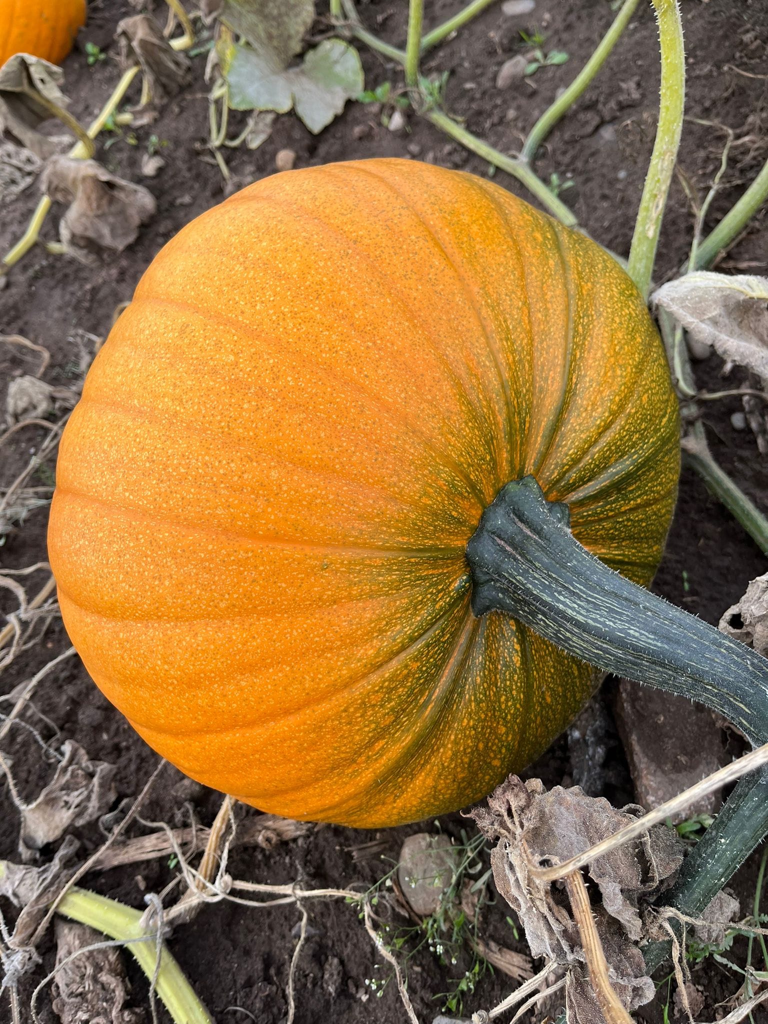 Best Pumpkin Picking Liverpool in 2025