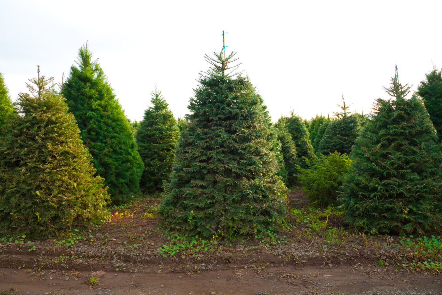 Christmas Trees Near Me Outdoors Family Adventures christmas-trees-near-me-outdoors-family-adventures