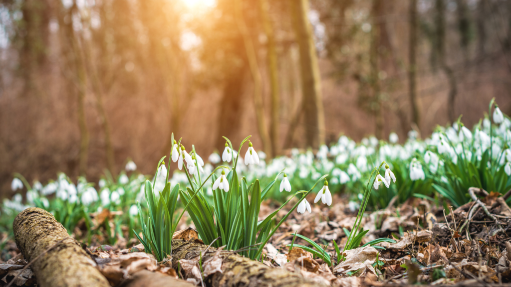 Best Snowdrop Walks Bedfordshire To Explore 2024
