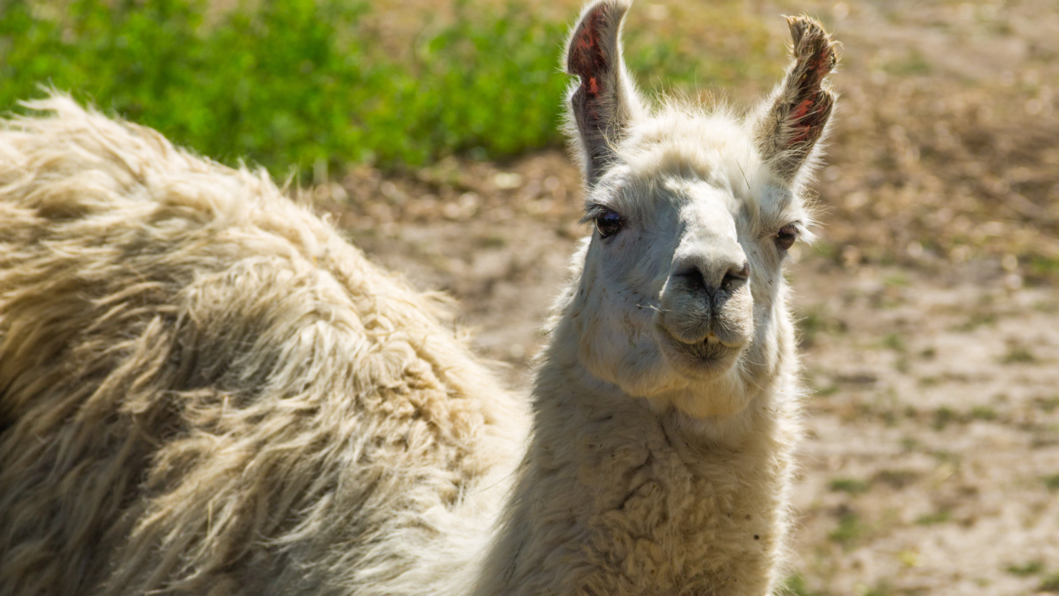 Best Alpaca Walking Hampshire has To offer 2025