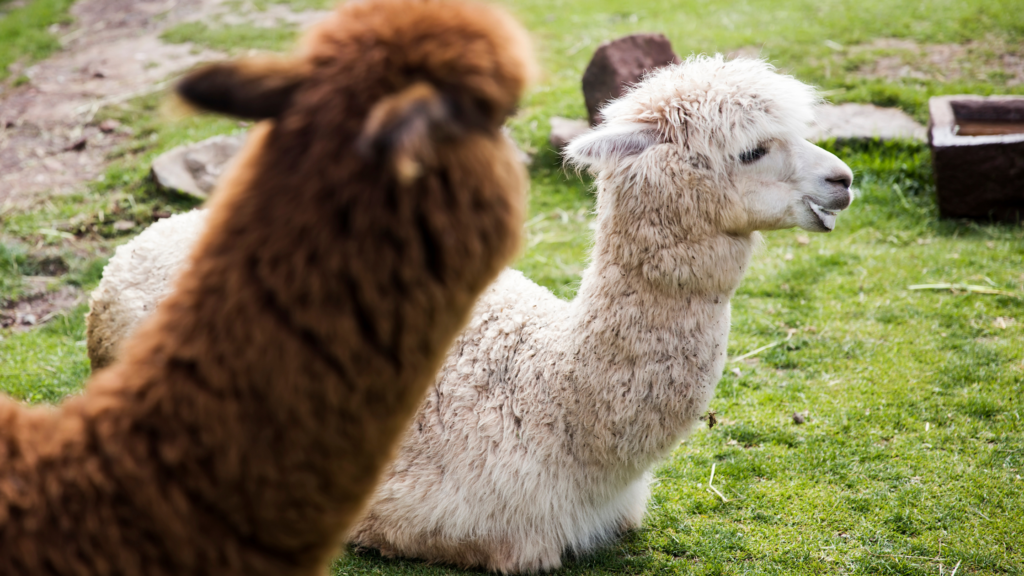 Best Alpaca Walking Kent has To offer 2025