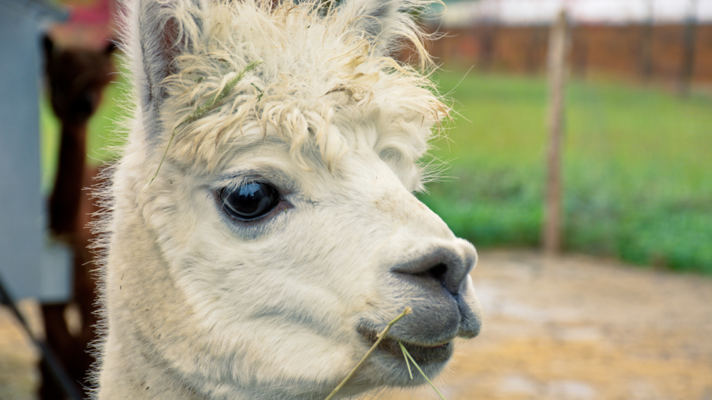 Best Alpaca Walking London Has To Offer 2025