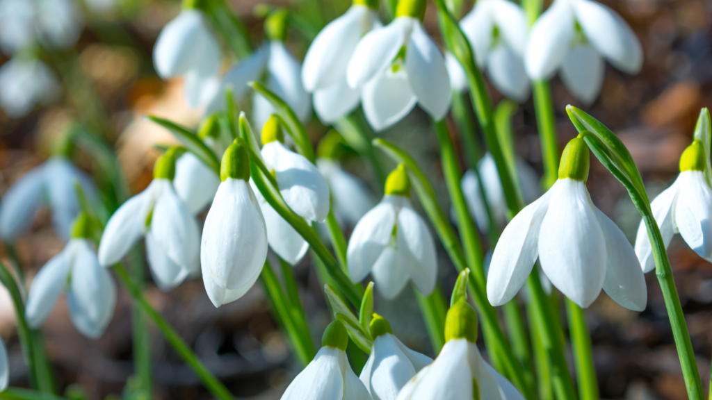 Best snowdrop walks Berkshire To Explore 2025