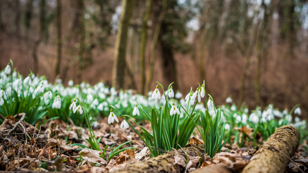 Best Snowdrop Walks Buckinghamshire To Explore 2025