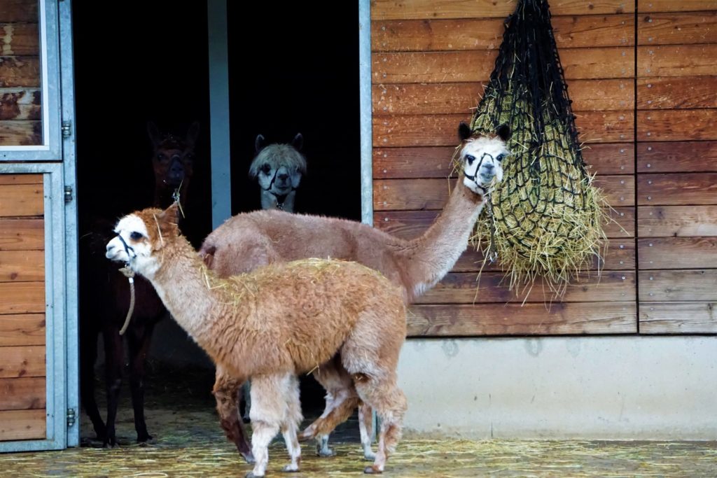 Alpaca Walking Experiences For You To Try in 2025