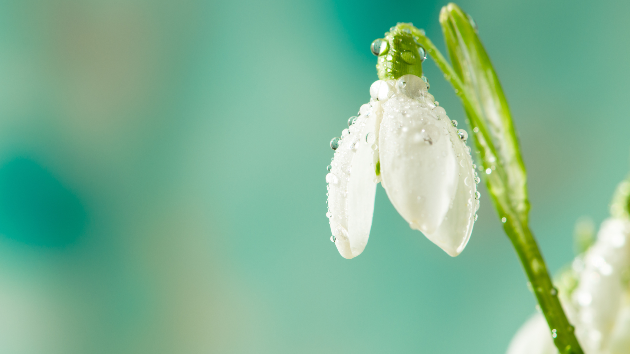Best snowdrop walks Cheshire To Explore 2025