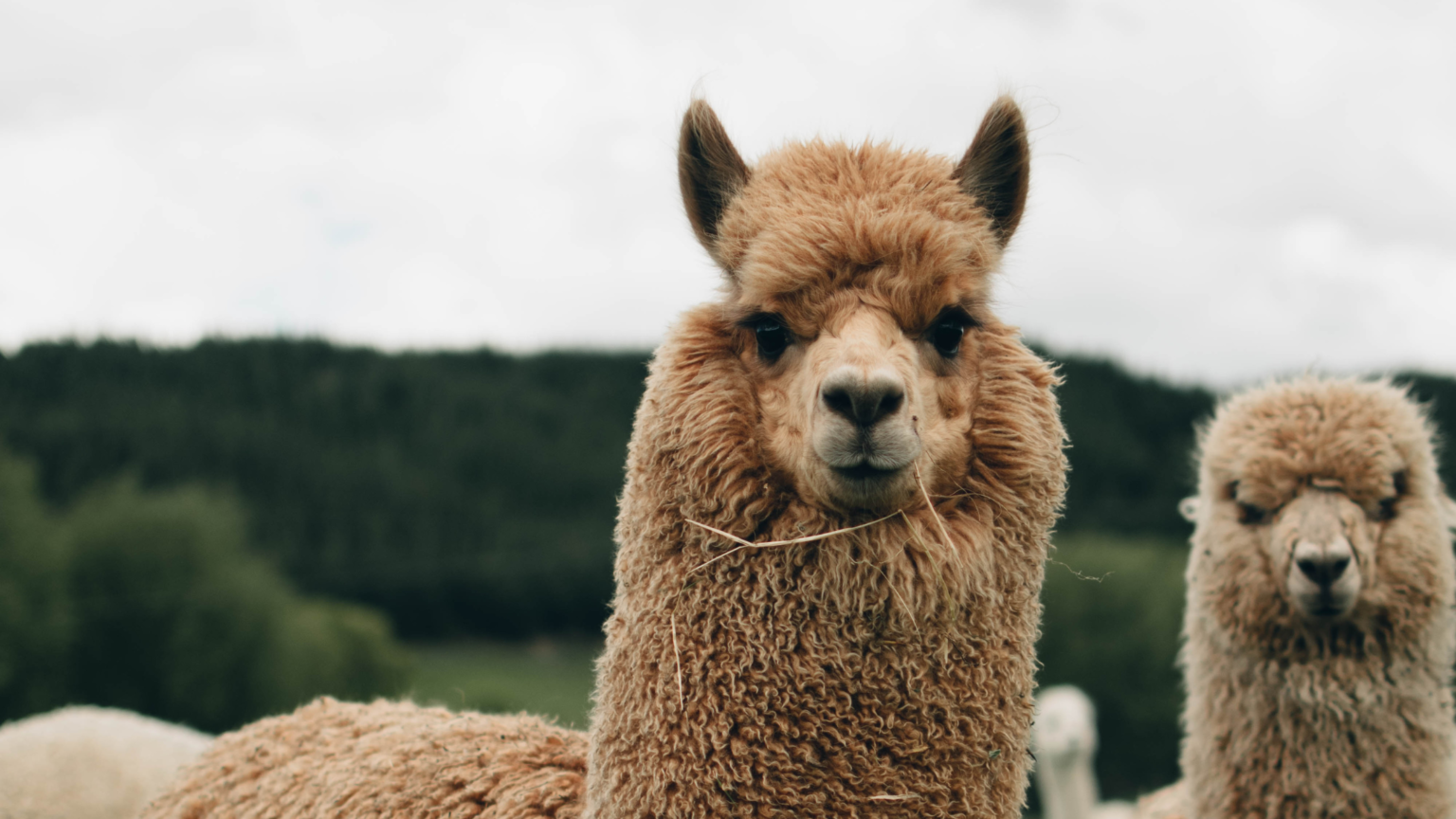 Best Alpaca Walking Suffolk Has To Offer 2025