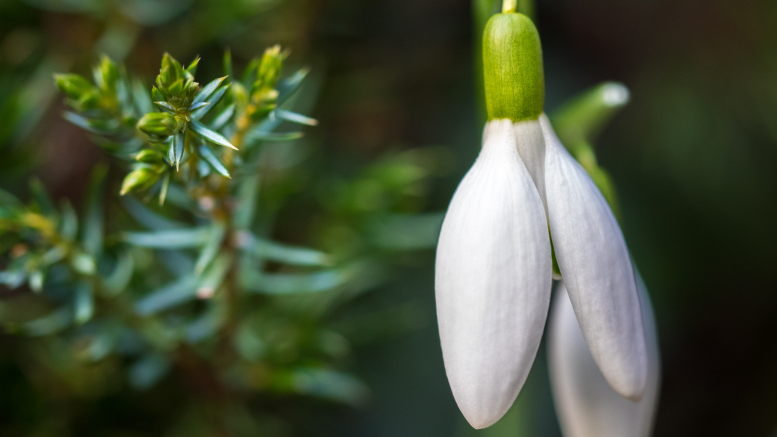 Best Snowdrop Walks Cornwall To Explore 2025