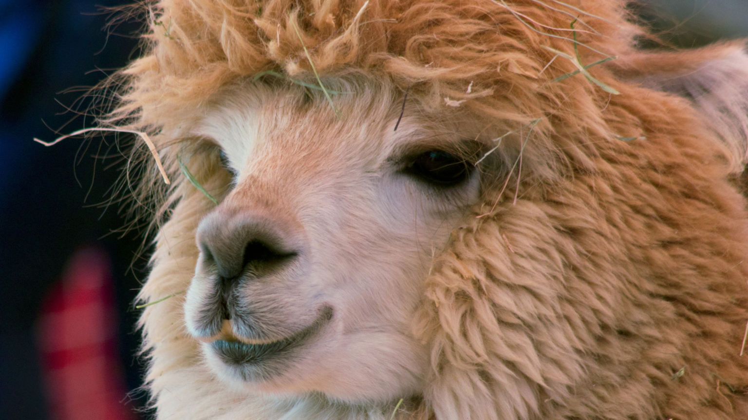 Best Alpaca Walking Shropshire Has To Offer 2025