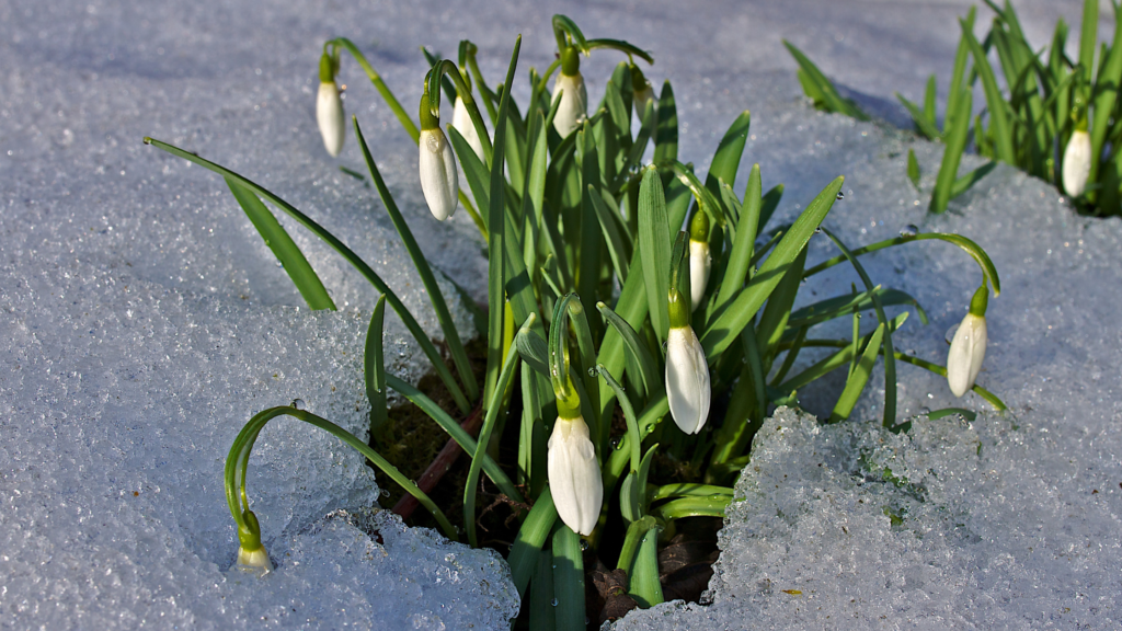 Best snowdrop walks Dorset to Explore 2025