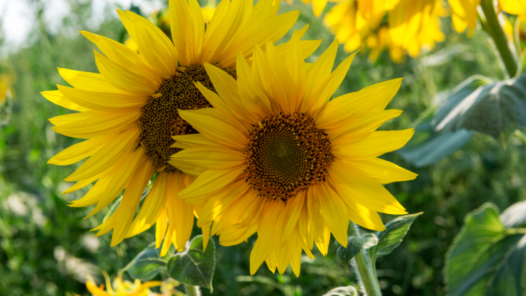 Best Sunflower Fields California Has To Offer 2026